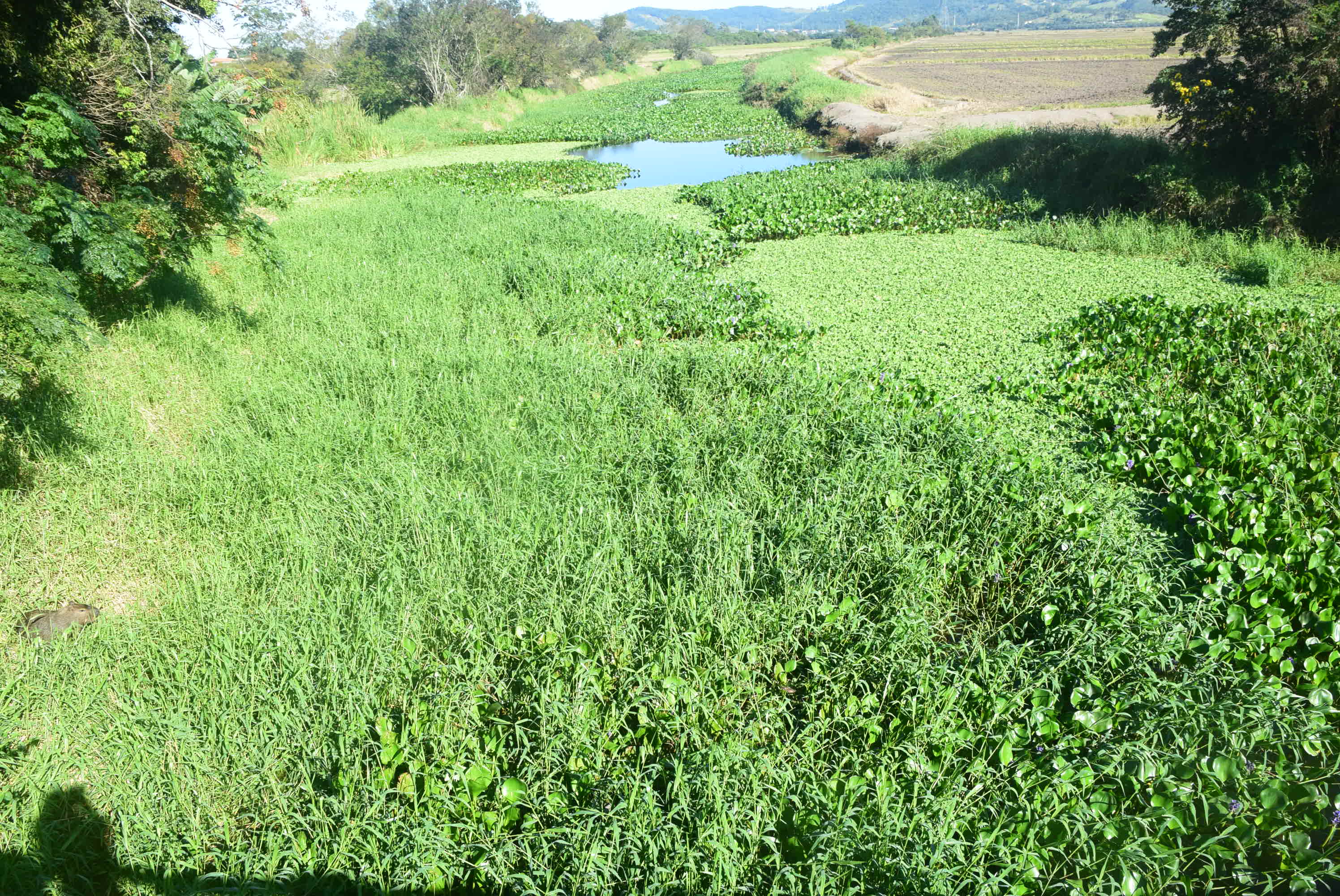 Limpeza do Rio Sangão que Corta o centro de Jaguaruna Precisa de ...